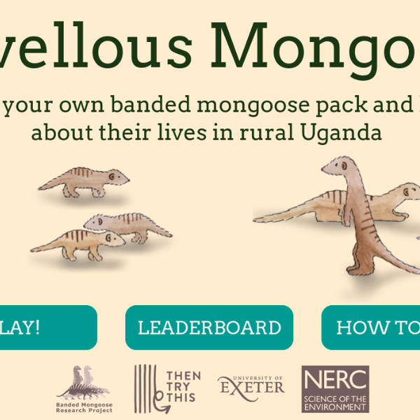 Marvellous Mongoose Game | Then Try This