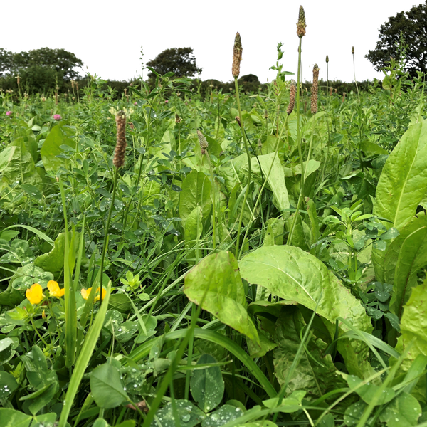 Multispecies Sward App Privacy Policy | Then Try This